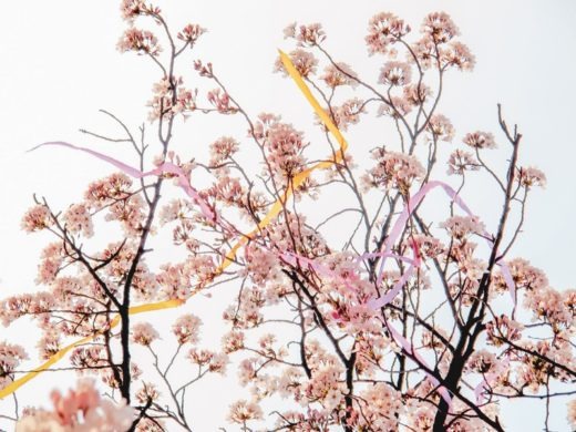Spring in Korea: Weather, Cherry Blossoms, Festivals & Travel Tips ...