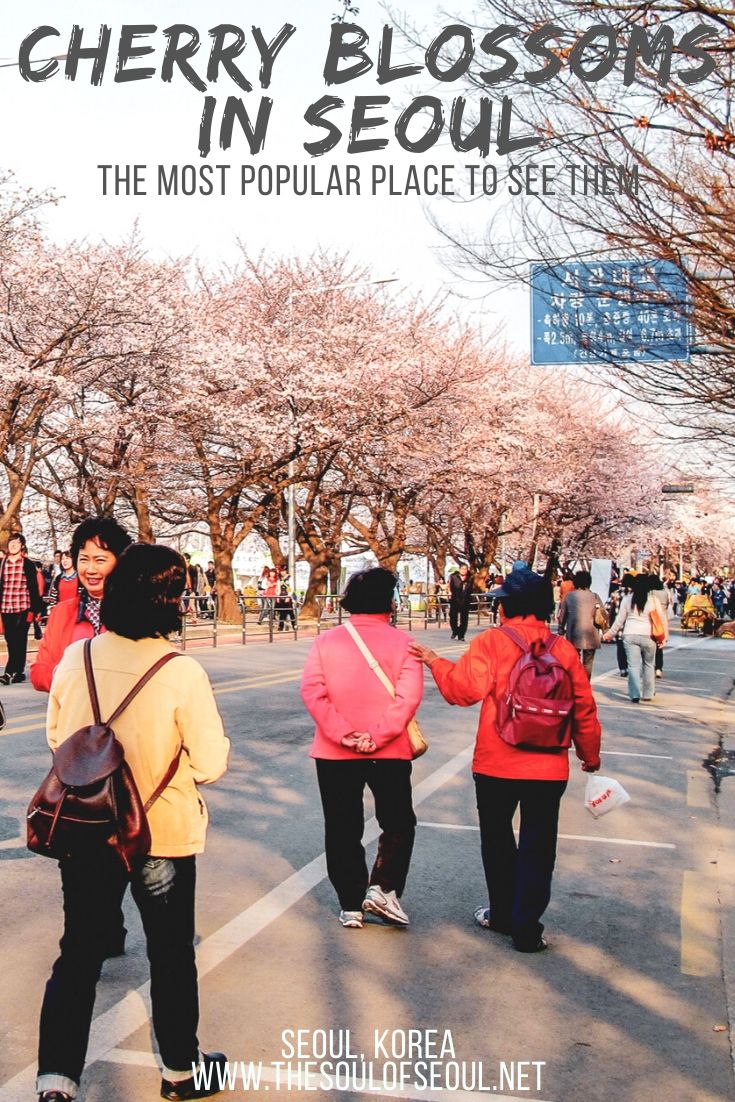 Yeouido Cherry Blossom Festival Seoul: Dates, How To Get There & What ...