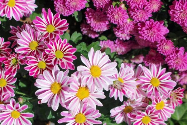 The Goyang Flower Festival At Ilsan Lake Park 2026 – The Soul of Seoul