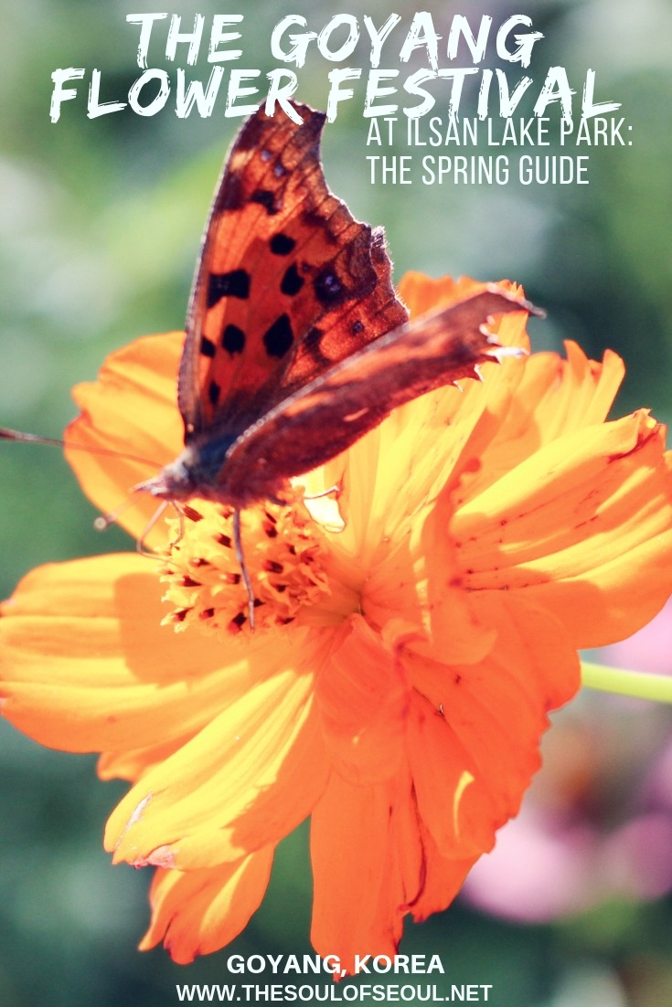 The Goyang Flower Festival At Ilsan Lake Park 2026 – The Soul of Seoul