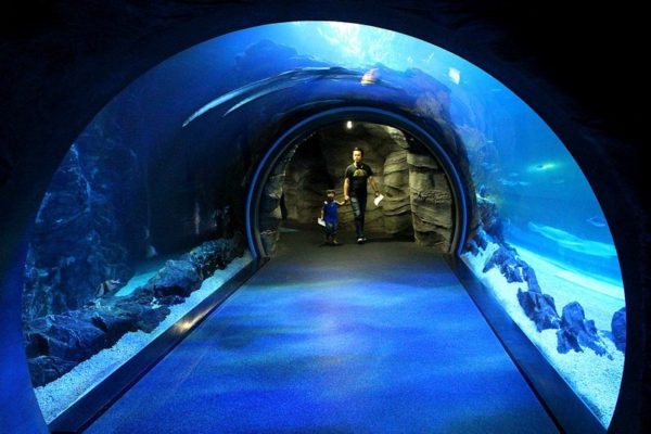 10 Aquariums To Visit With Kids In Korea – The Soul of Seoul