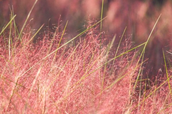 23 Places To See Pink Muhly In Korea In The Fall – The Soul of Seoul