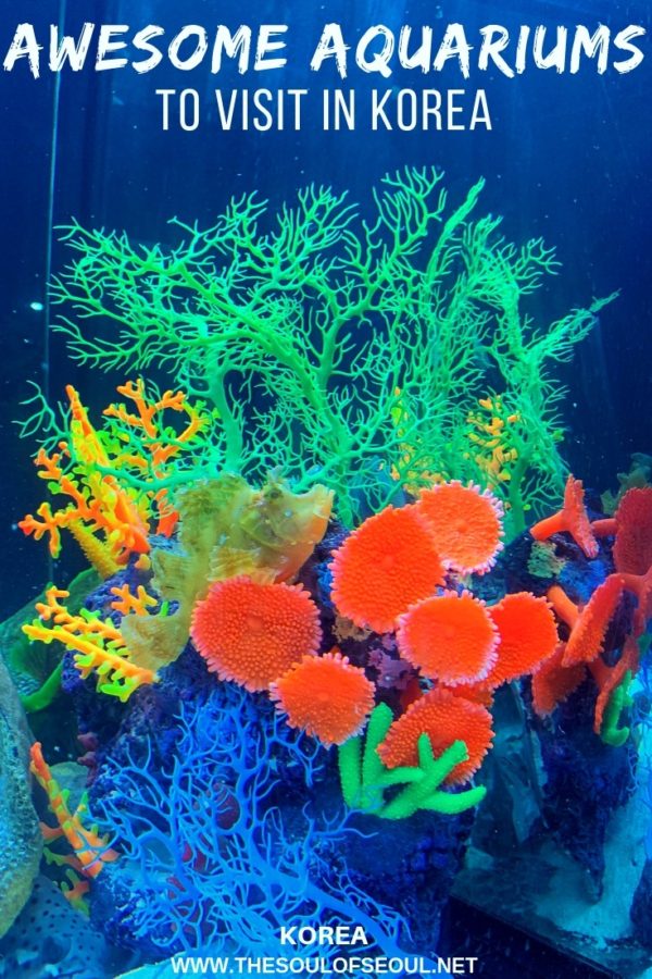10 Aquariums To Visit With Kids In Korea – The Soul of Seoul