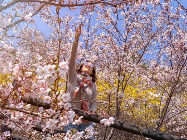When & Where To Find Flowers In & Around Seoul, Korea – The Soul of Seoul