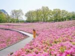 Korea in April: The Weather, Tips From A Local, Flowers and Things To ...