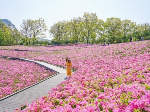 Spring in Korea: Weather, Cherry Blossoms, Festivals & Travel Tips ...