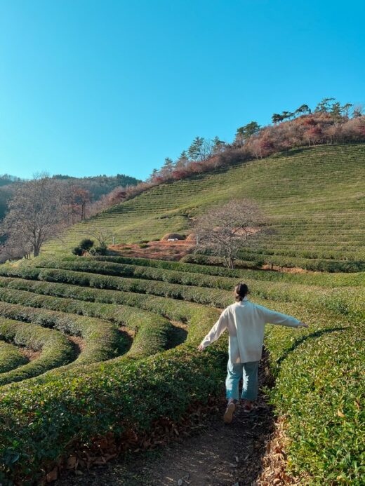 Boseong Green Tea Fields: How To Get There & What To See – The Soul of ...