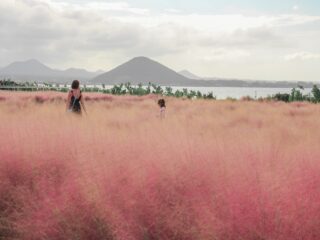 Udo Island: Complete Day Trip Guide From Jeju with Things To Do, Food ...