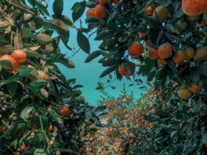 Your Ultimate Guide To Jeju Orange and Tangerine Picking – The Soul of ...